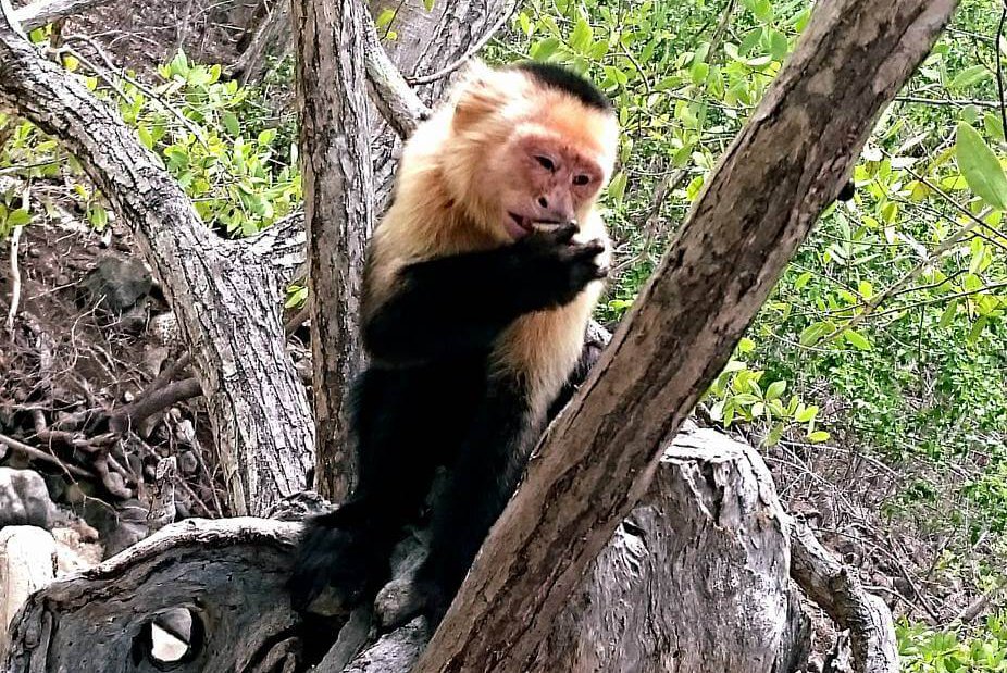 Mono Costa Rica | Tour de Sabores